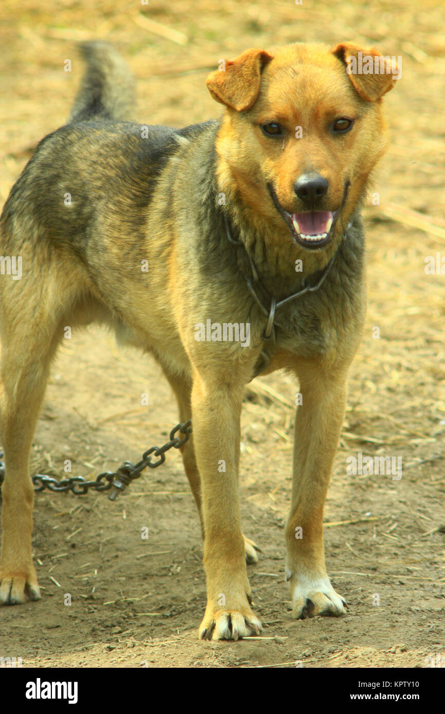 watch dog tied in chain Stock Photo - Alamy