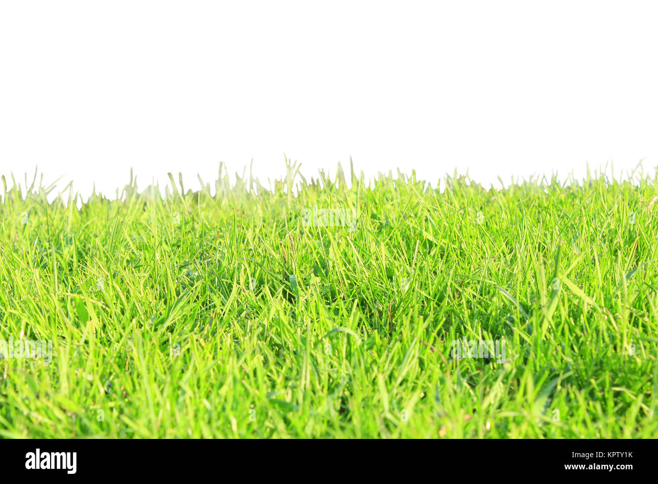 green grass isolated Stock Photo - Alamy