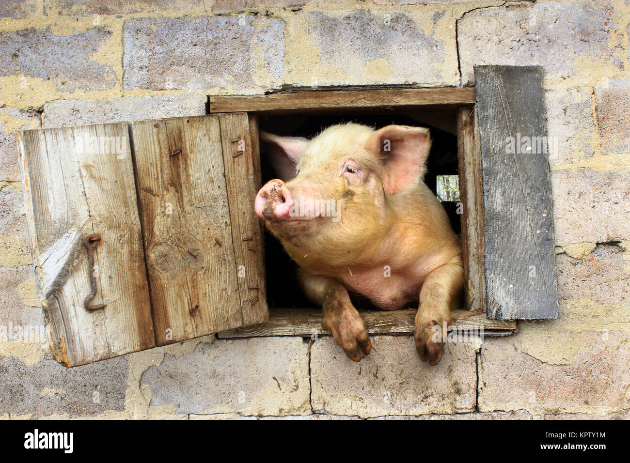 pig looks from window of shed Stock Photo - Alamy