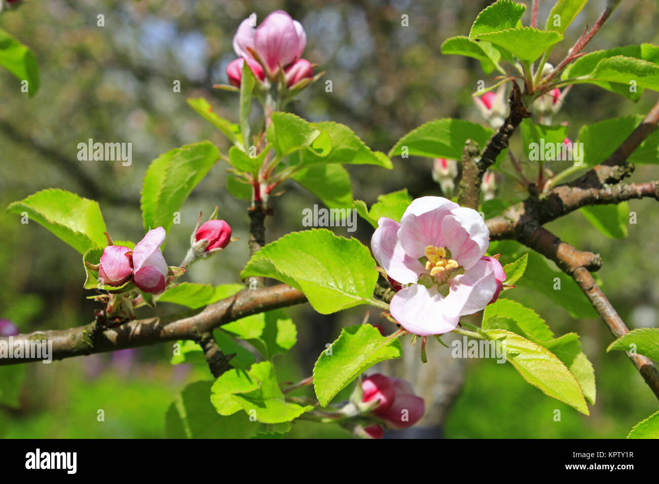 buds of blossoming apple tree Stock Photo - Alamy