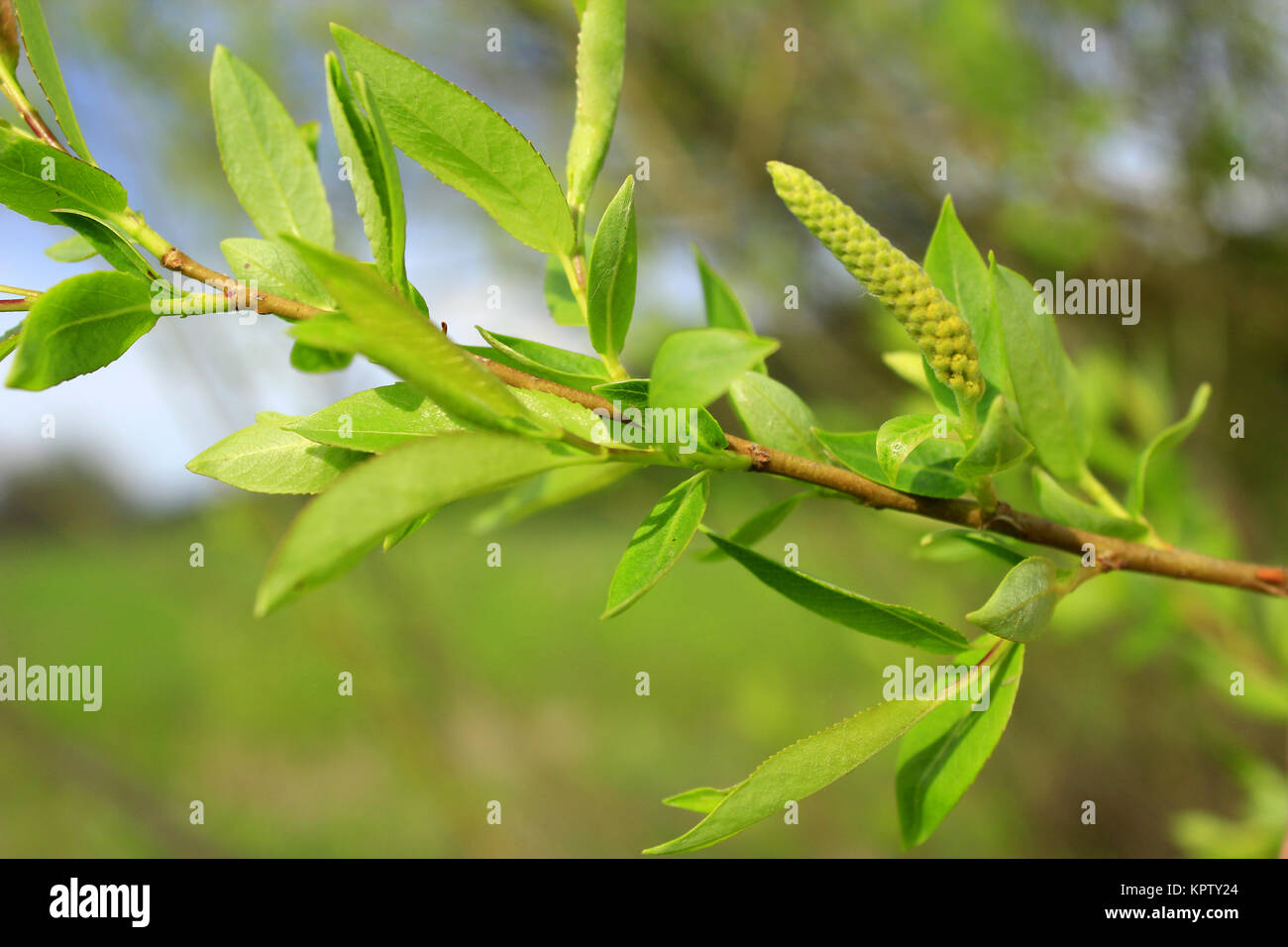 Young sprouts of a willow in the spring Stock Photo - Alamy
