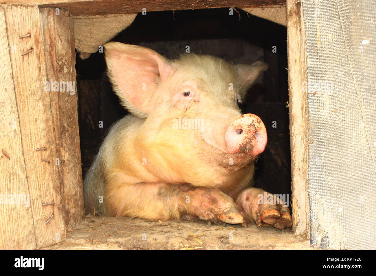 pig looks out from window of shed Stock Photo - Alamy