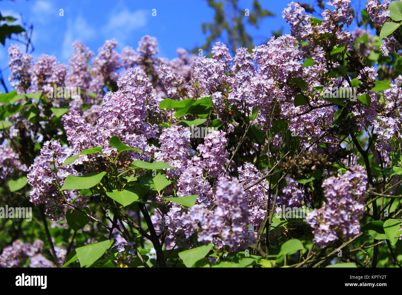 spring blooming lilac Stock Photo - Alamy