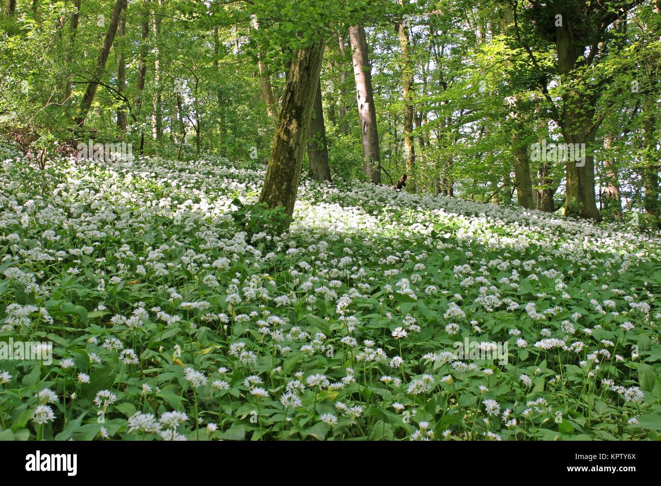 Blooming wild garlic (allium ursinum) in the forest Stock Photo - Alamy