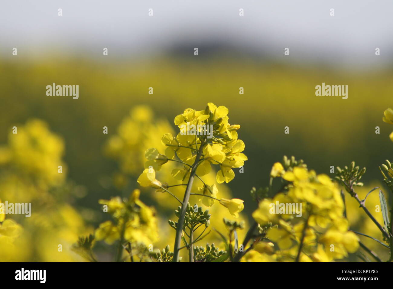 Rapeseed,Rapeseed Field,Rapeseed Blossoms,Tree Stock Photo - Alamy