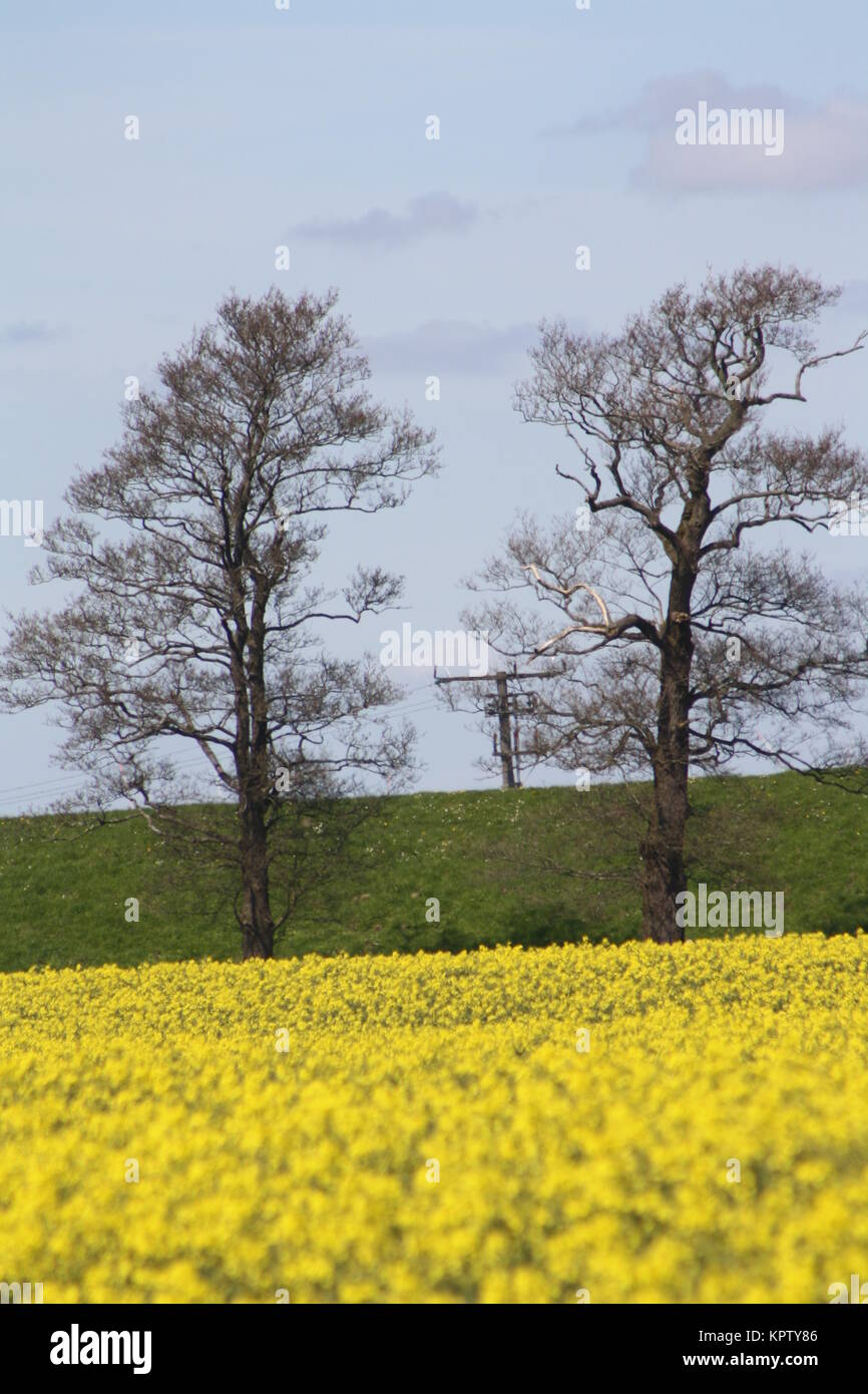 Rapeseed,Rapeseed Field,Rapeseed Blossoms,Tree Stock Photo - Alamy