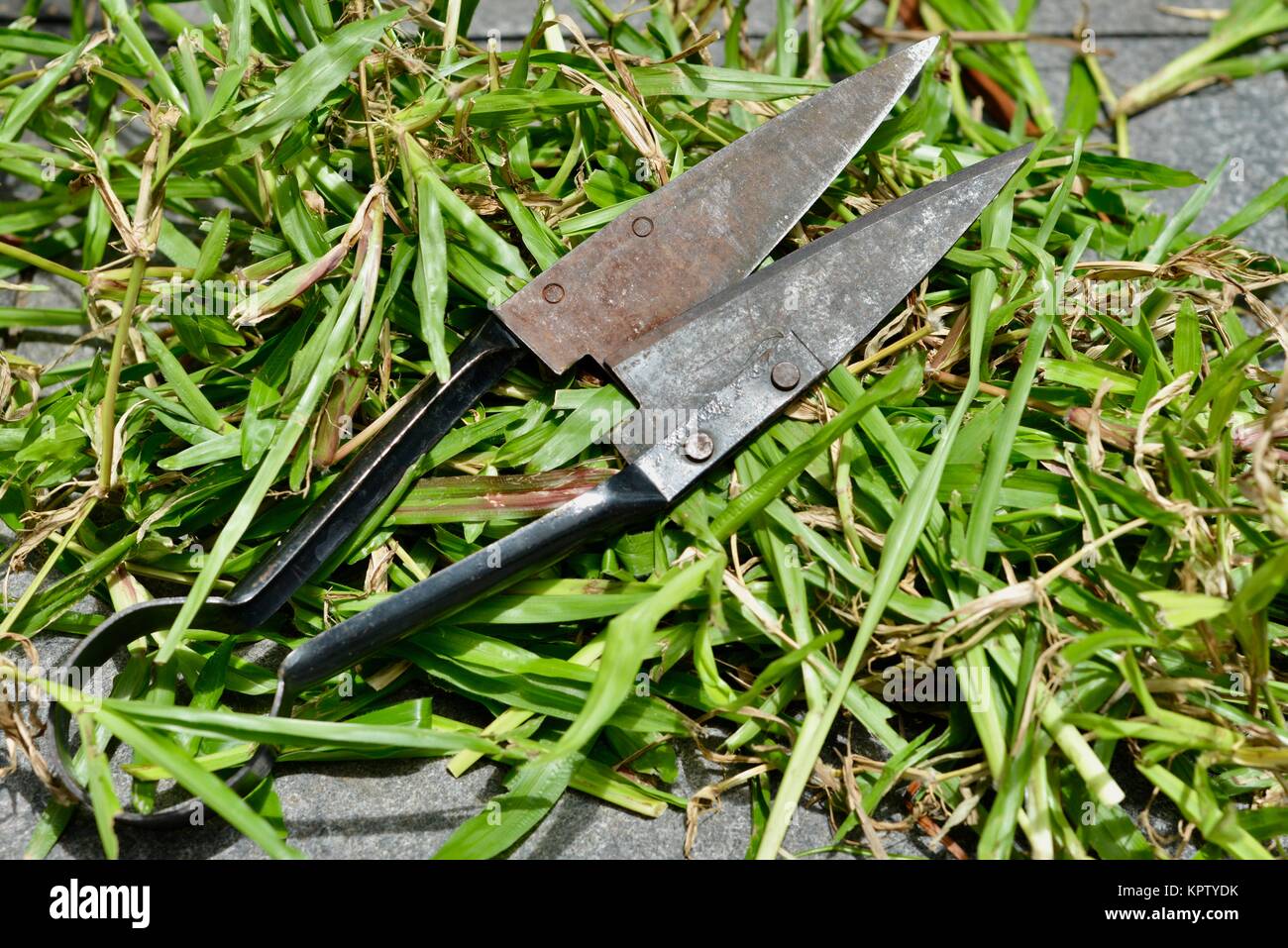 Clipping grass with straight edge hand shears, Townsville, Queensland ...