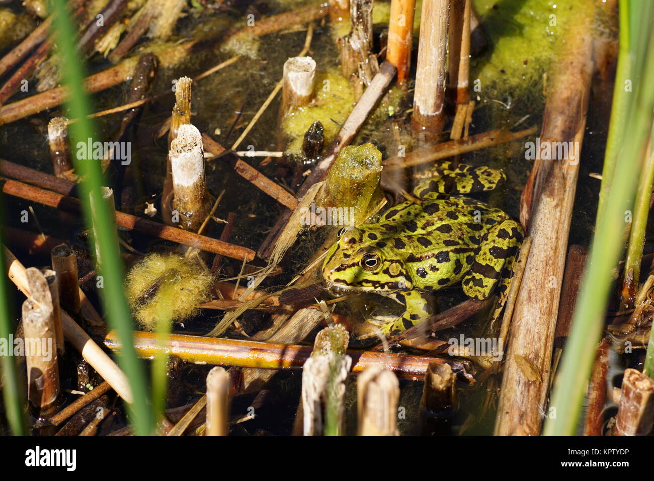 Ampphibia hi-res stock photography and images - Alamy