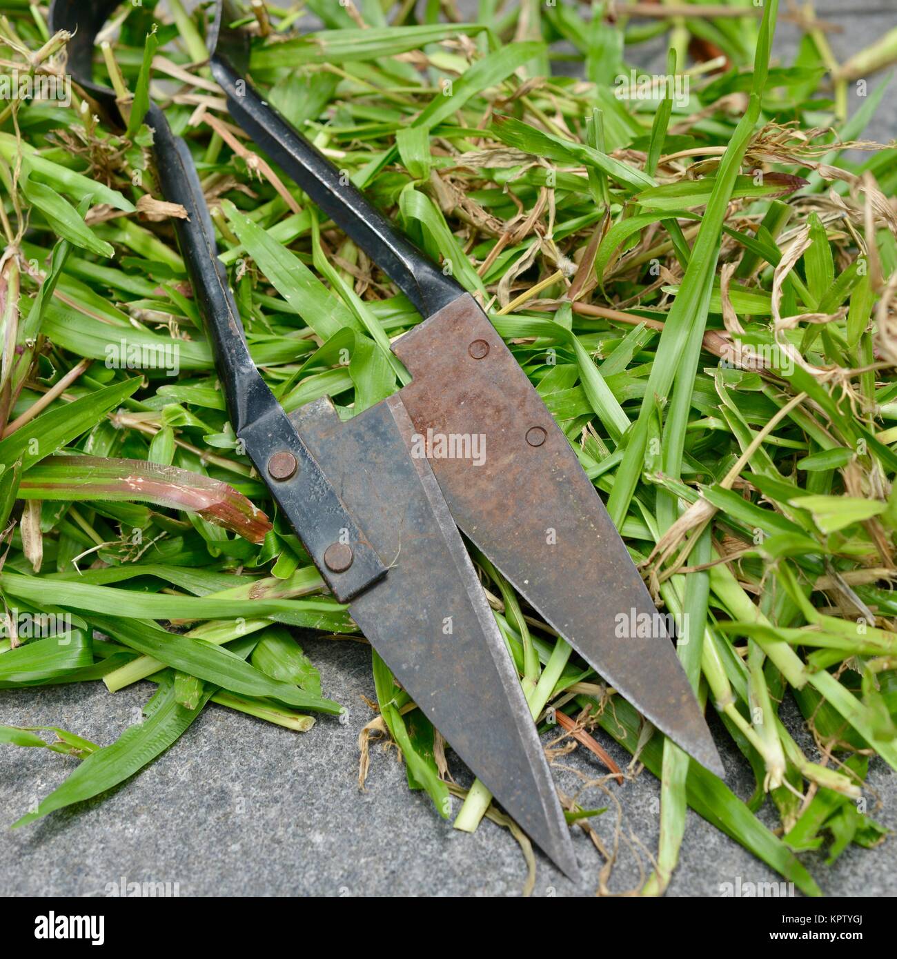 Clipping grass with straight edge hand shears, Townsville, Queensland ...