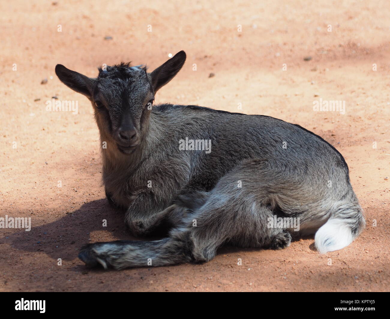 west african dwarf goat Stock Photo - Alamy