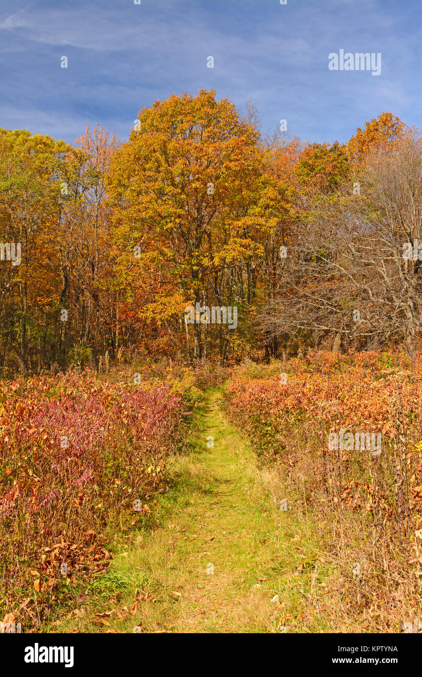 Path into the Fall Forest Stock Photo - Alamy