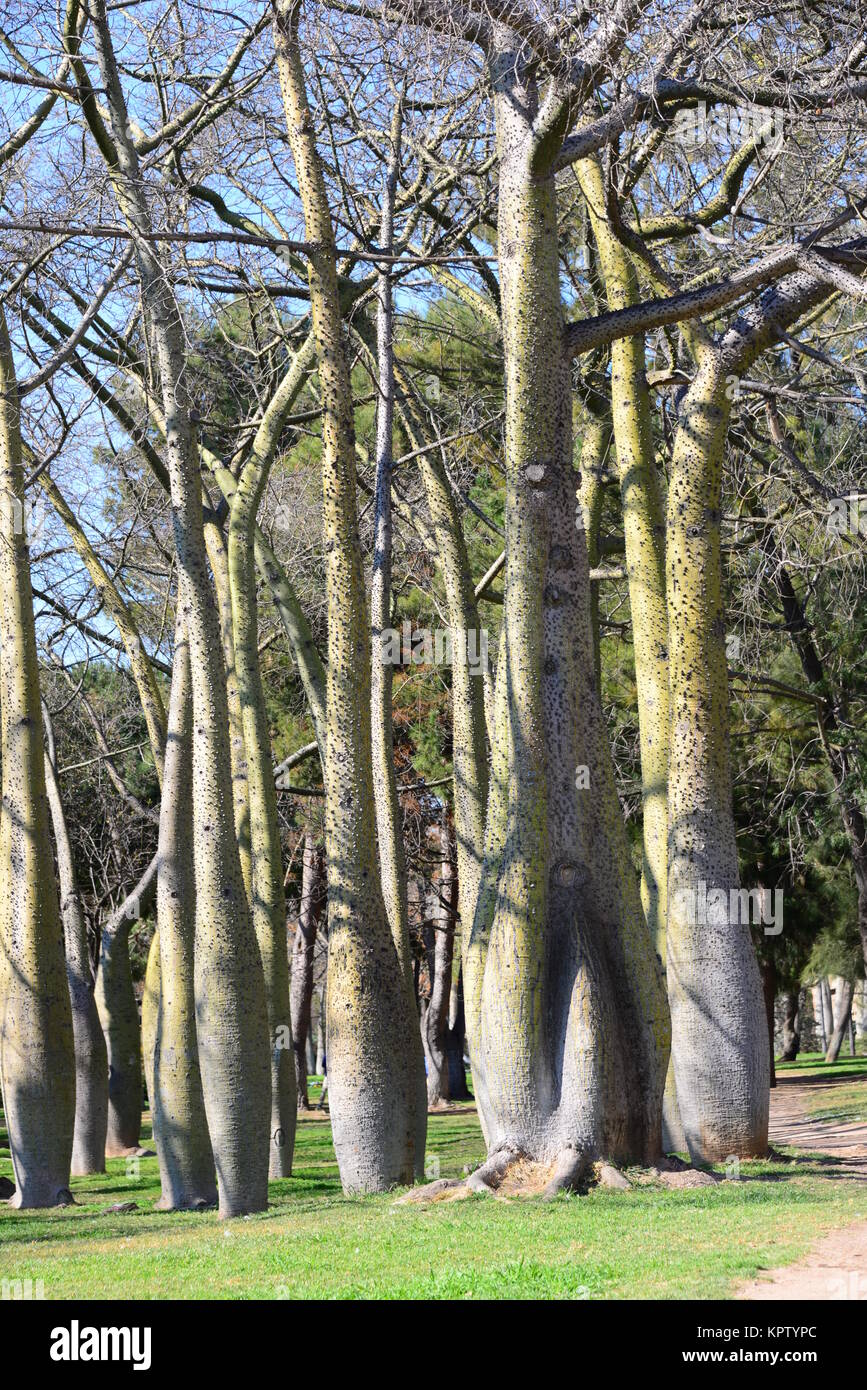 bottle tree in valencia - spain Stock Photo - Alamy