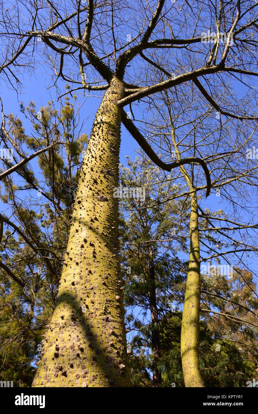 bottle tree in valencia - spain Stock Photo - Alamy