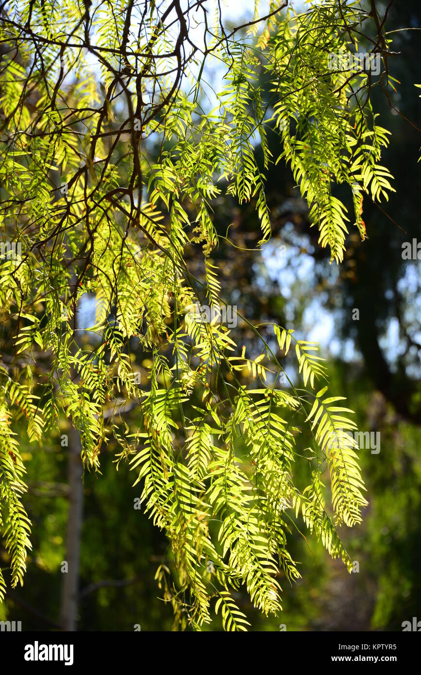 pepper tree in spain Stock Photo - Alamy