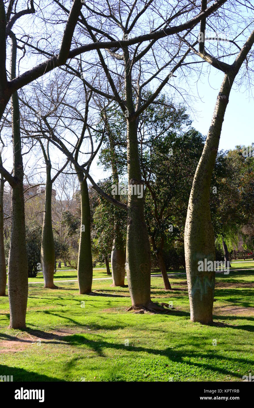 bottle tree in valencia - spain Stock Photo - Alamy