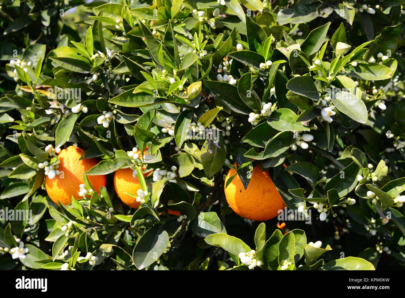 orange tree in spain Stock Photo - Alamy