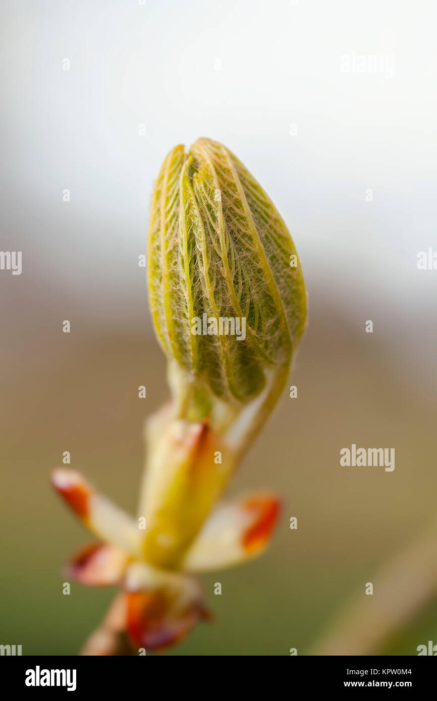 Blatt-Knospe der Gewöhnlichen Rosskastanie - Makroaufnahme Stock Photo ...