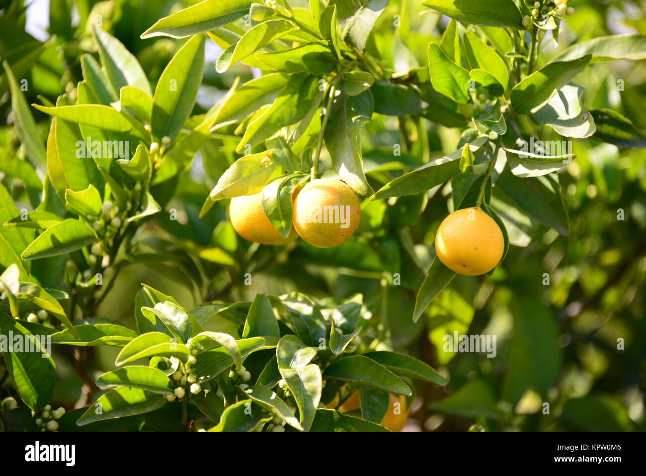 orange tree in spain Stock Photo - Alamy