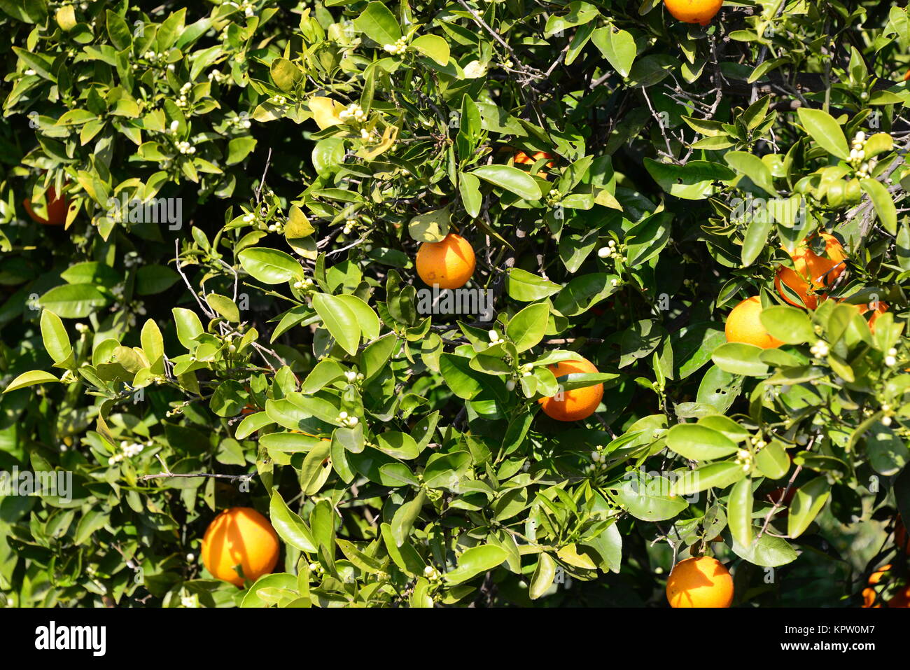 orange tree in spain Stock Photo - Alamy