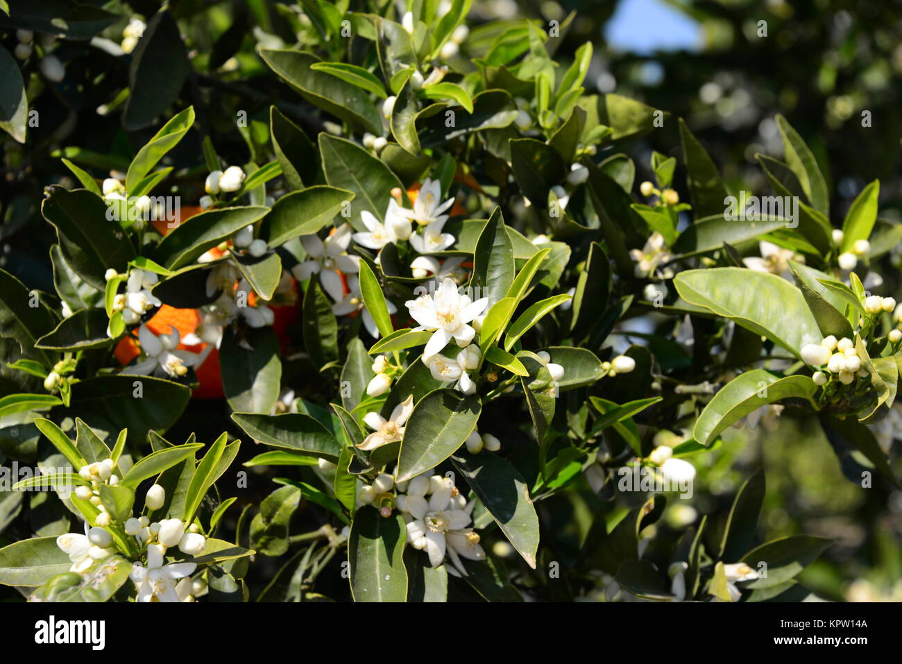 orange tree in spain Stock Photo - Alamy