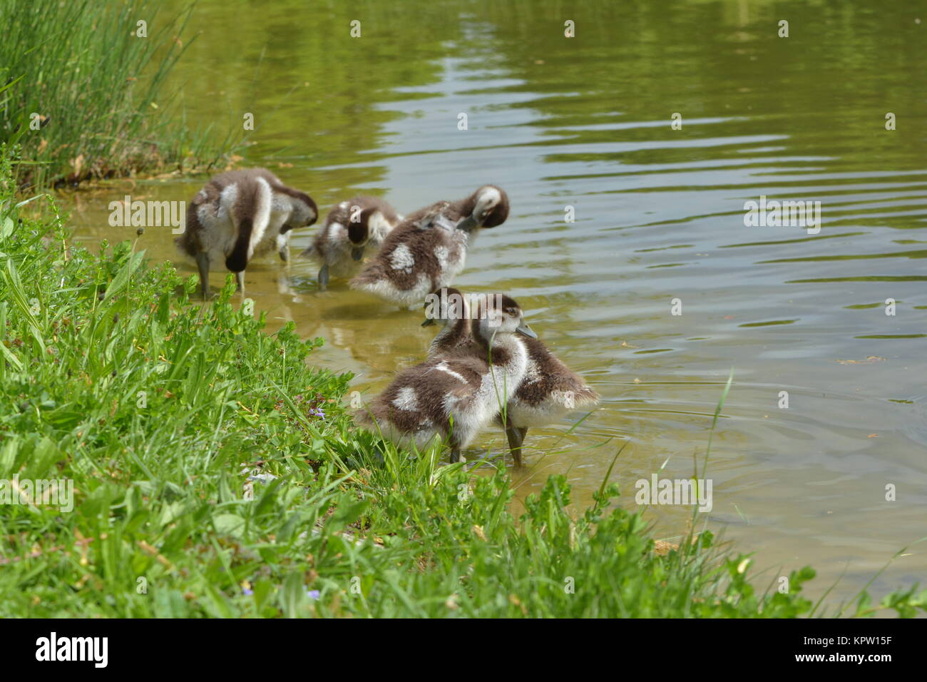 nile goat at the lake Stock Photo - Alamy