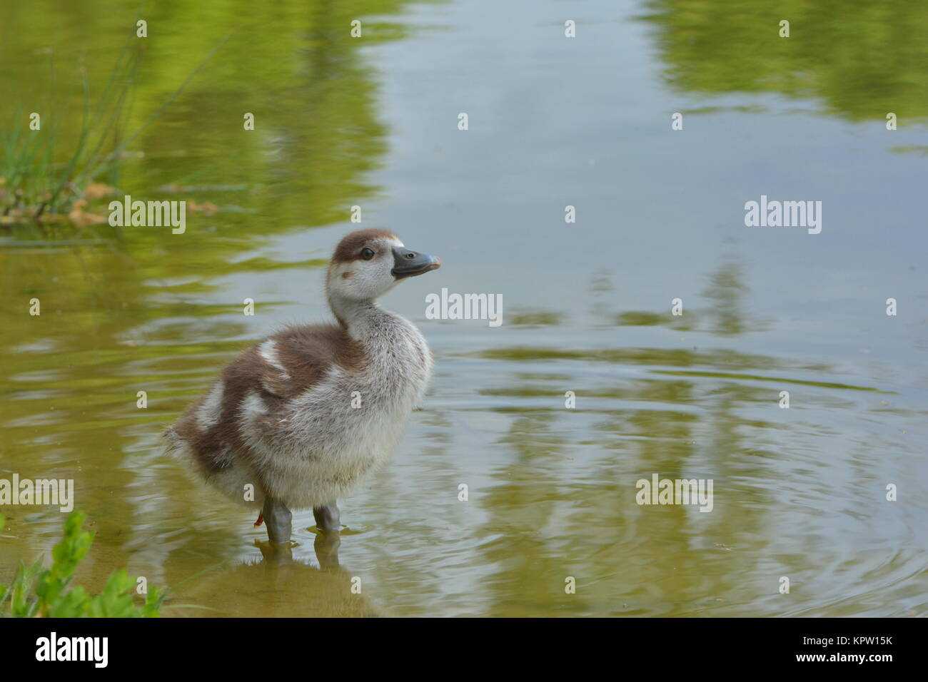 nile goat at the lake Stock Photo - Alamy