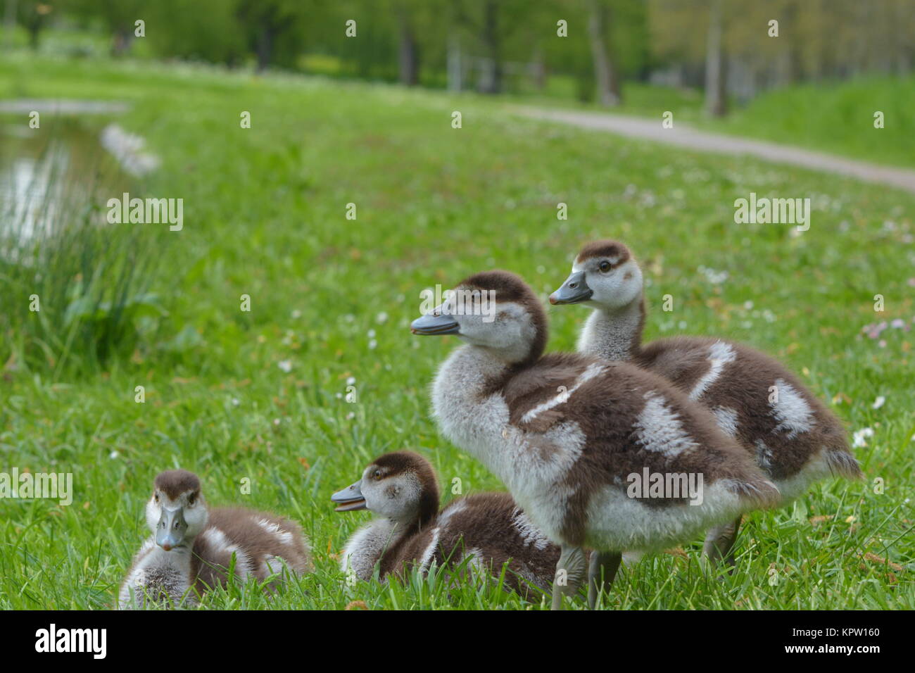 nile goat at the lake Stock Photo - Alamy