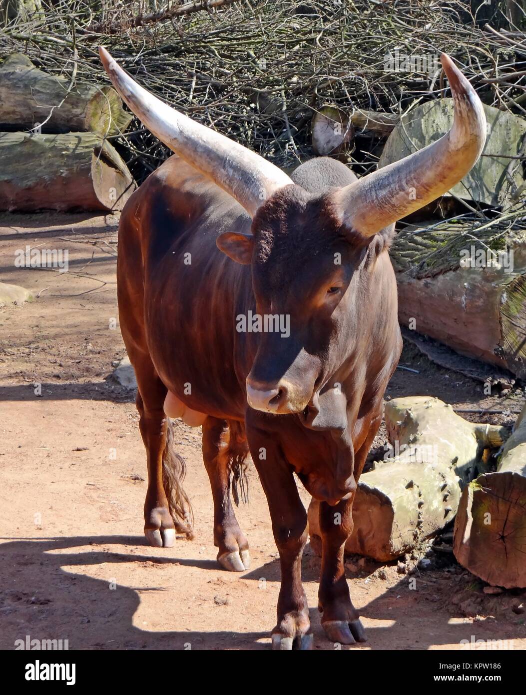 Watussi cow hi-res stock photography and images - Alamy
