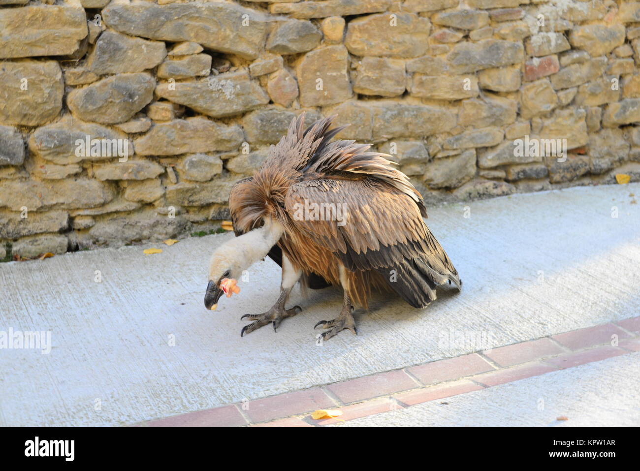 Goose vultures in Spain Stock Photo - Alamy