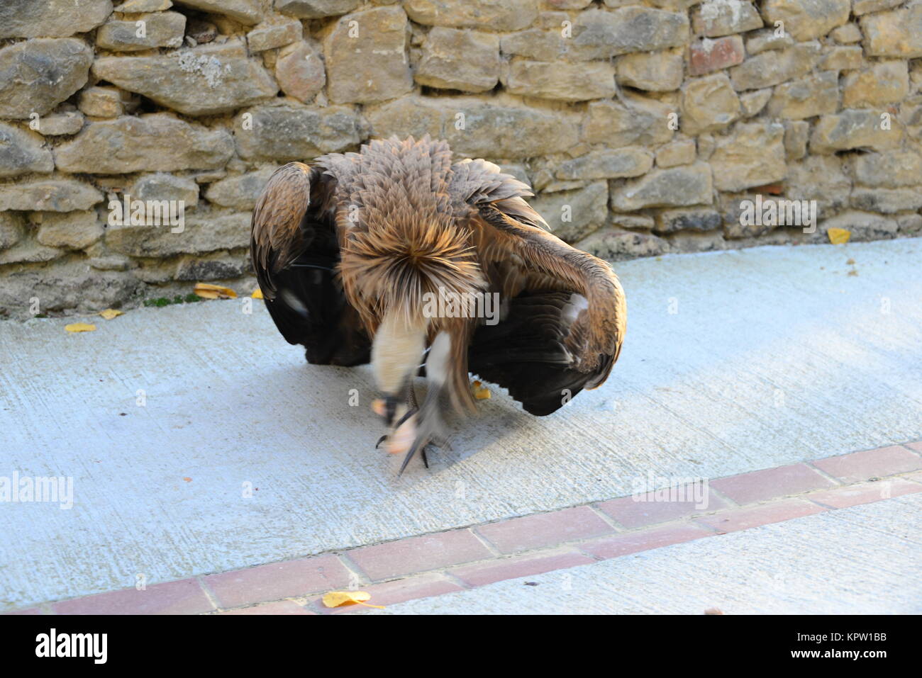 griffon vulture in spain Stock Photo - Alamy
