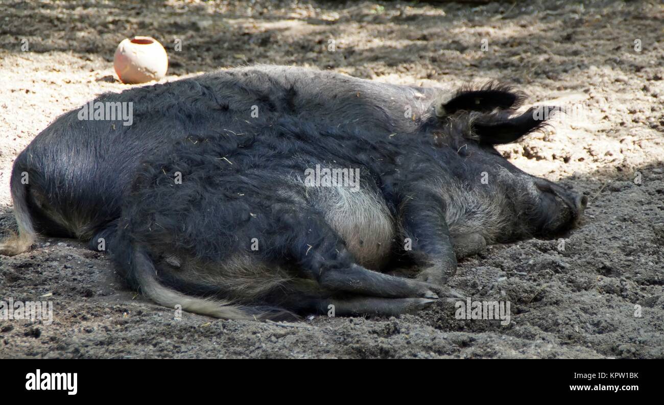 Mangalica pig hi-res stock photography and images - Alamy