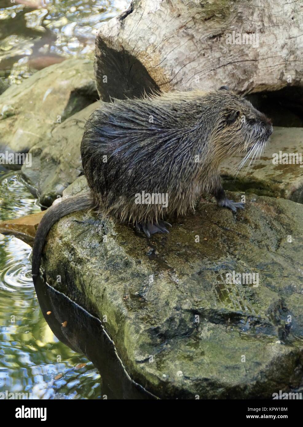 American nutria hi-res stock photography and images - Alamy