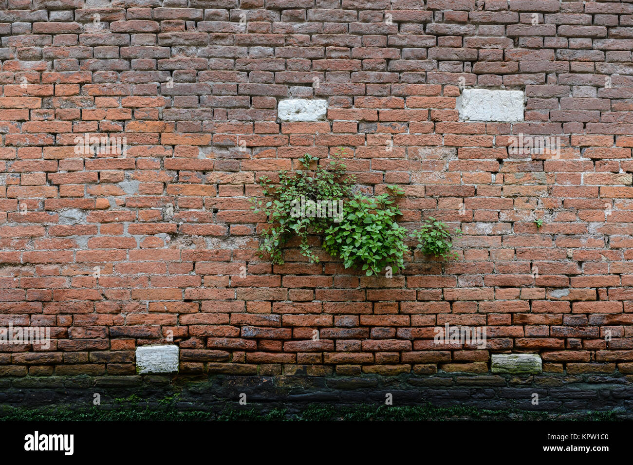 Bush grows out of wall Stock Photo - Alamy