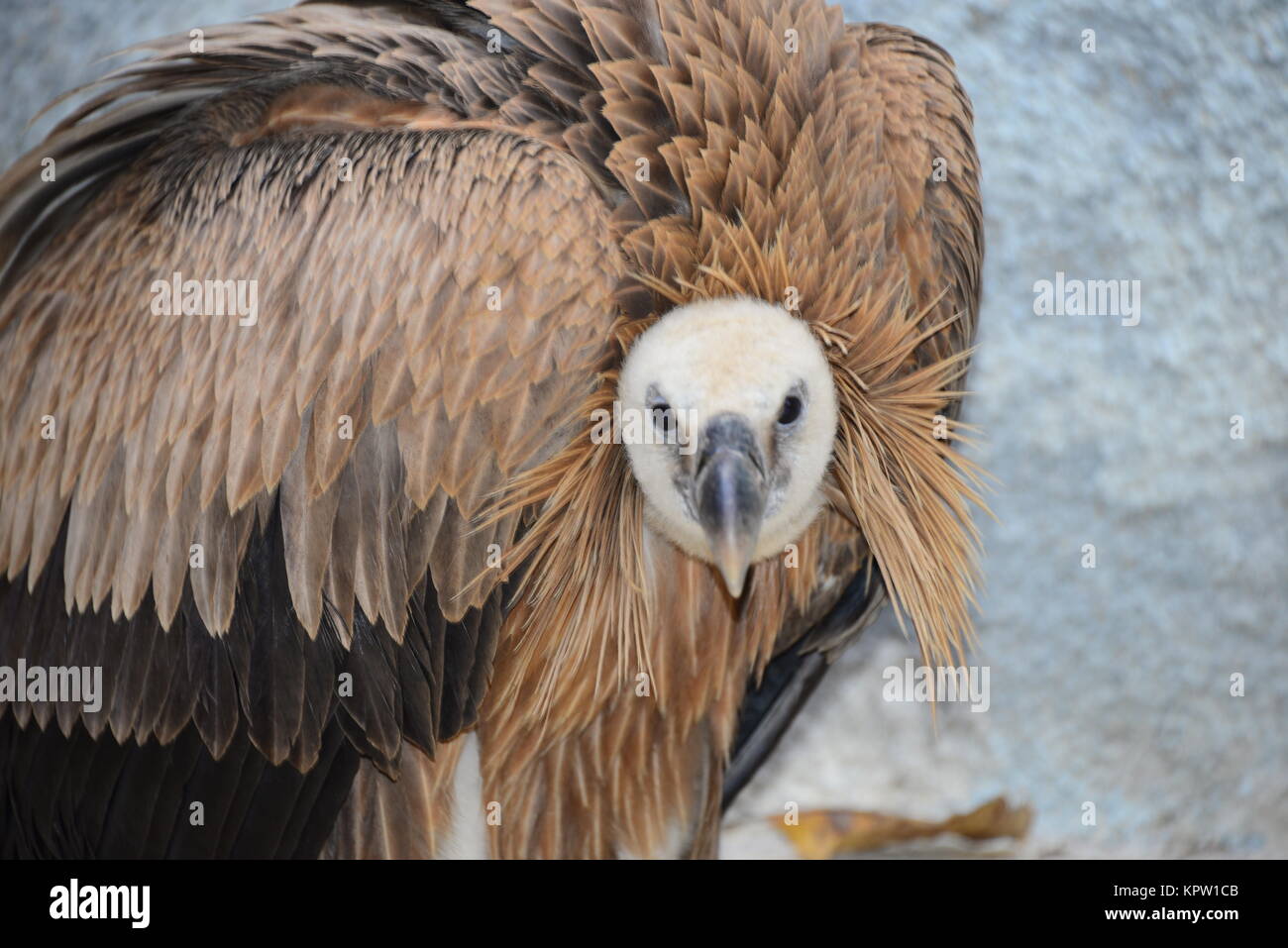 griffon vulture in spain Stock Photo - Alamy