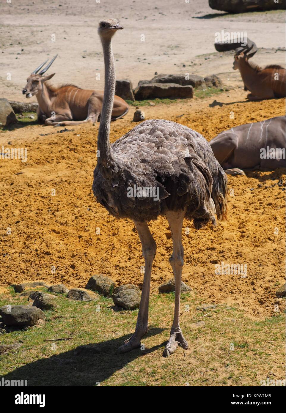 Cursorial birds hi-res stock photography and images - Alamy