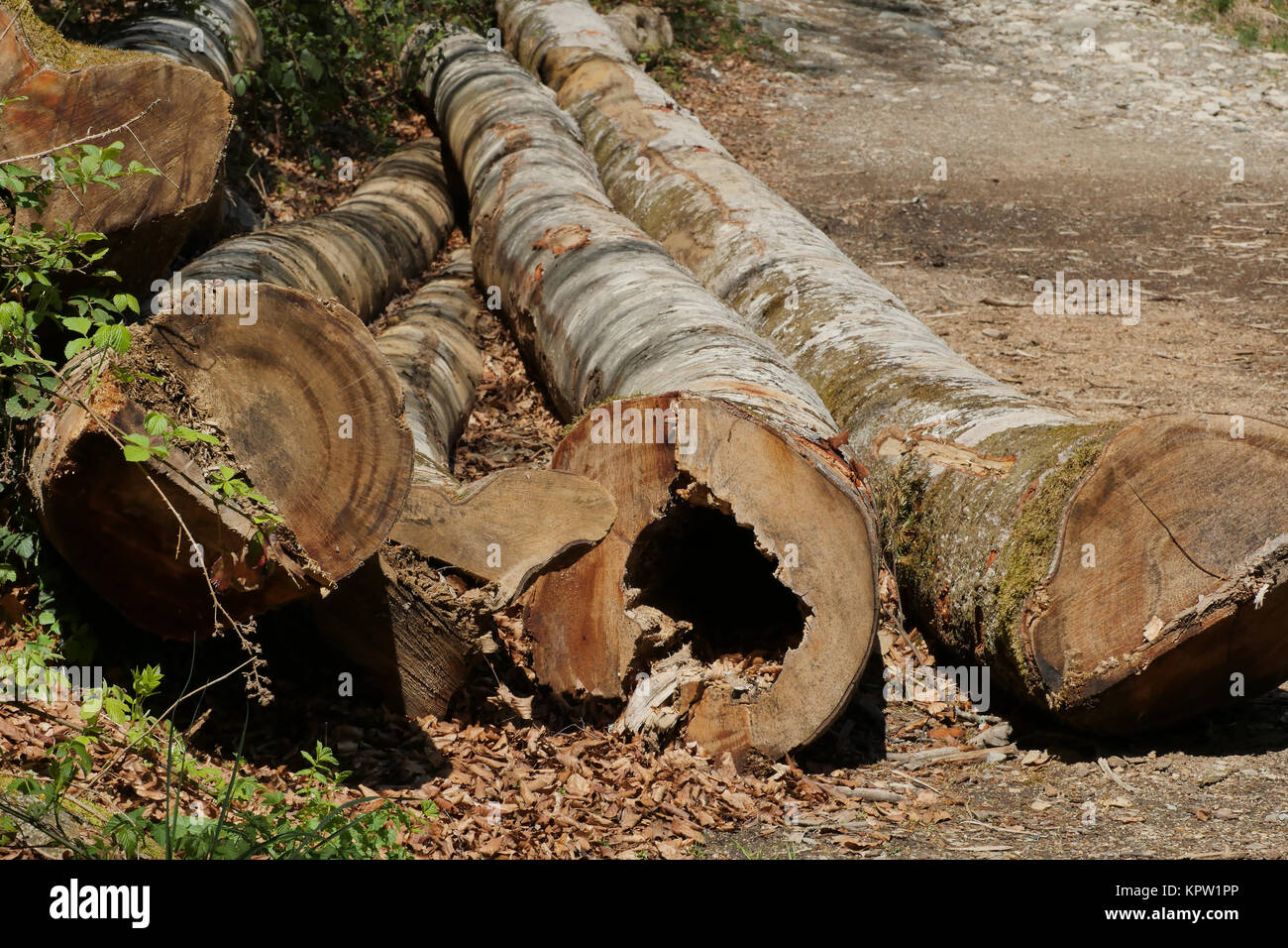 tree trunks on the roadside Stock Photo - Alamy