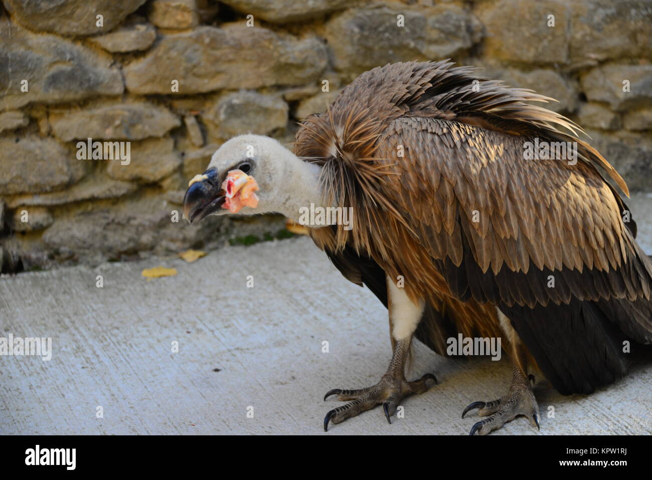 griffon vulture in spain Stock Photo - Alamy
