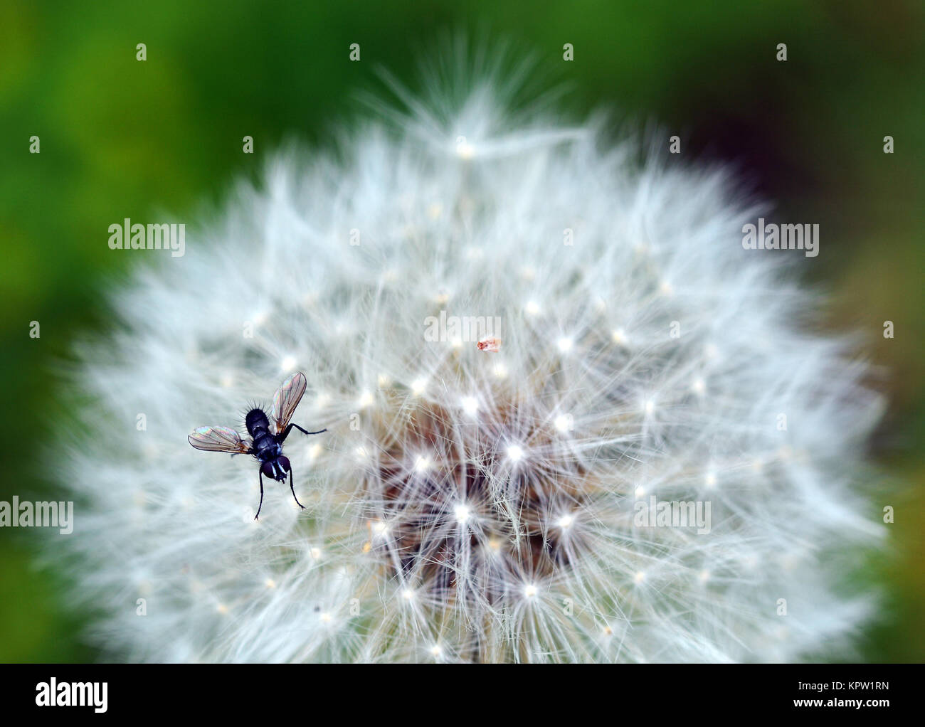 Reifer la wenzahnkopf hi-res stock photography and images - Alamy