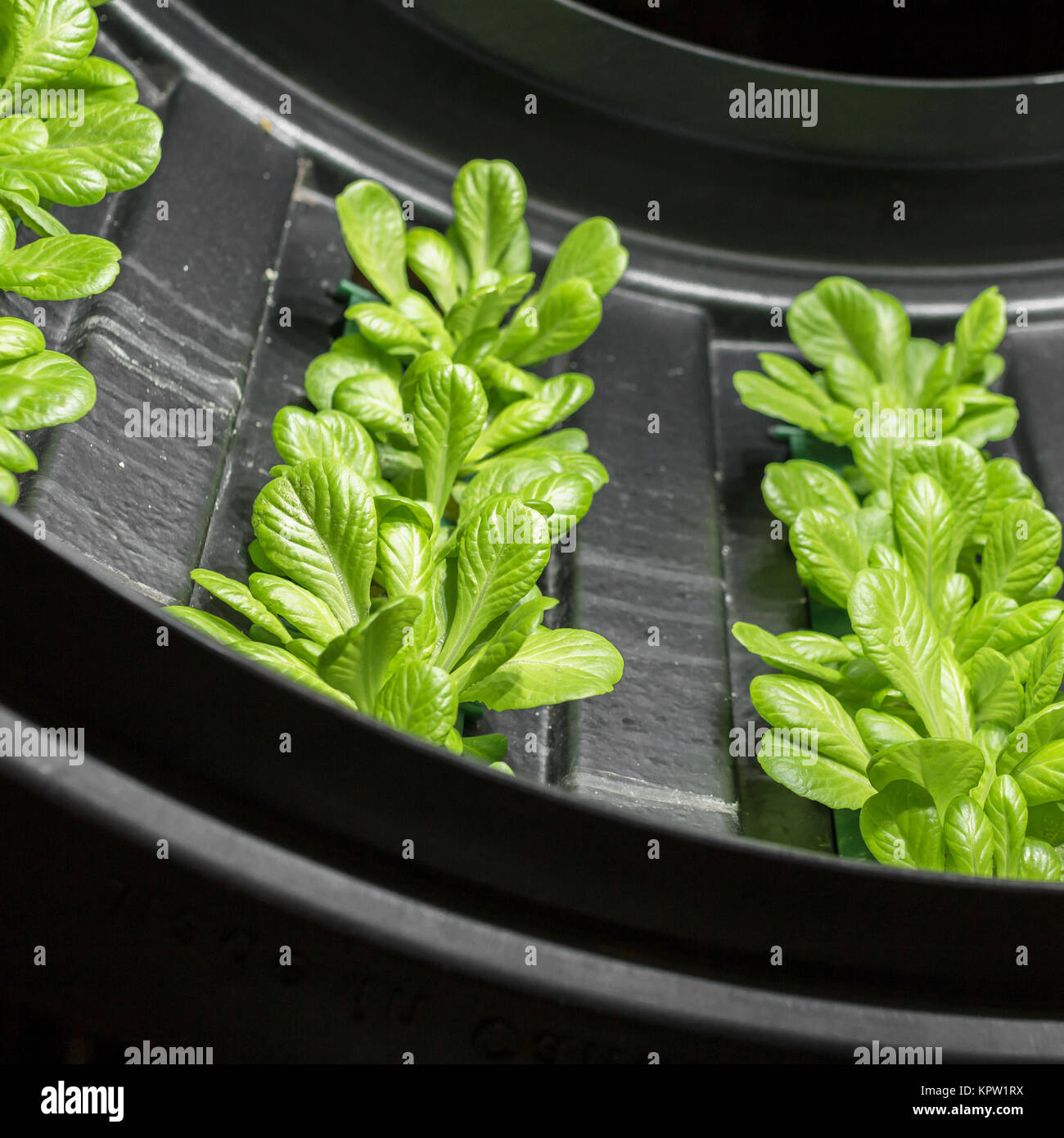 Cultivation systems hi-res stock photography and images - Alamy