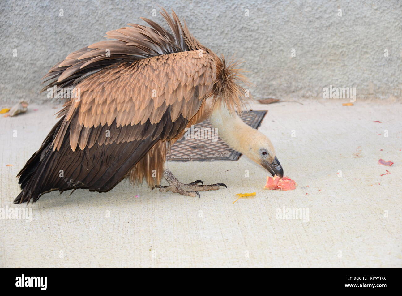 griffon vulture in spain Stock Photo - Alamy