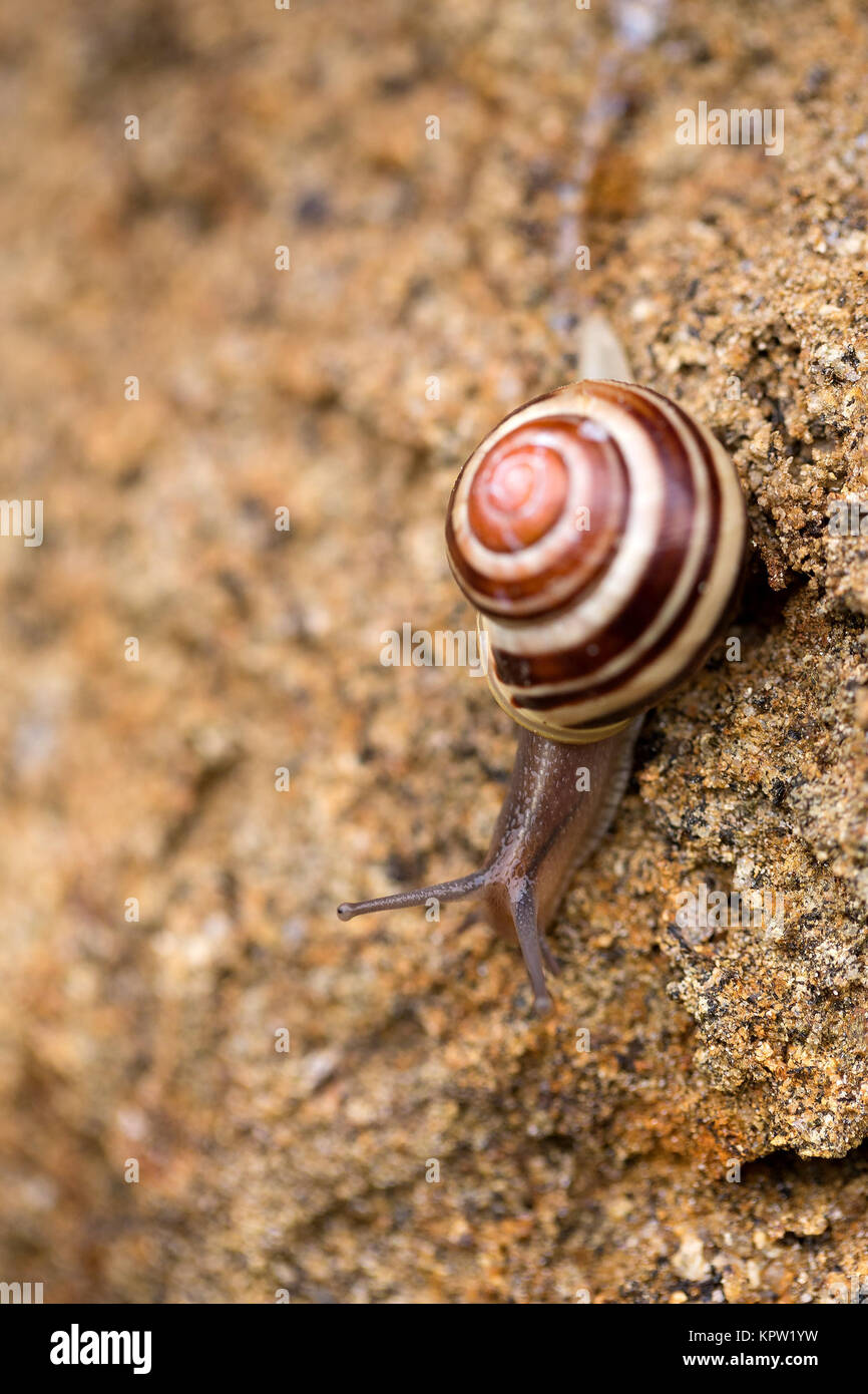 small garden snail Stock Photo - Alamy