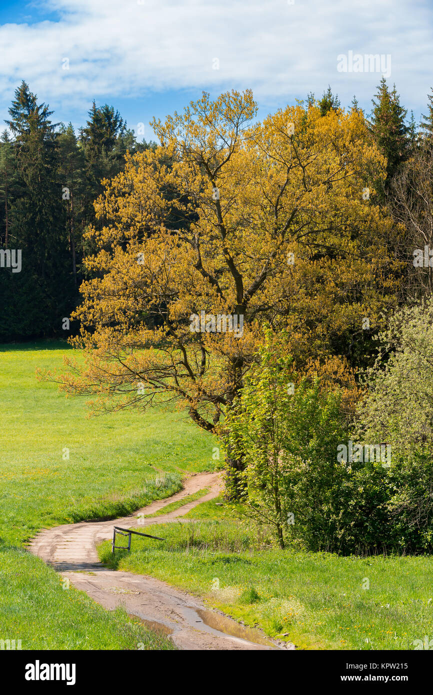 rural path with trees next to meadows Stock Photo - Alamy