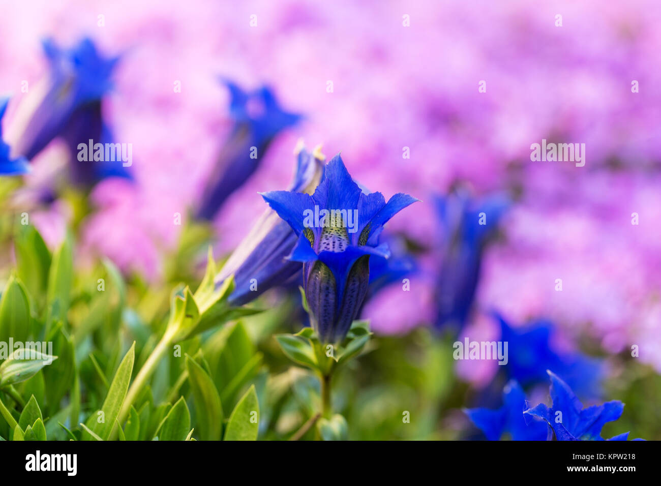 Trumpet gentian, blue spring flower in garden Stock Photo - Alamy
