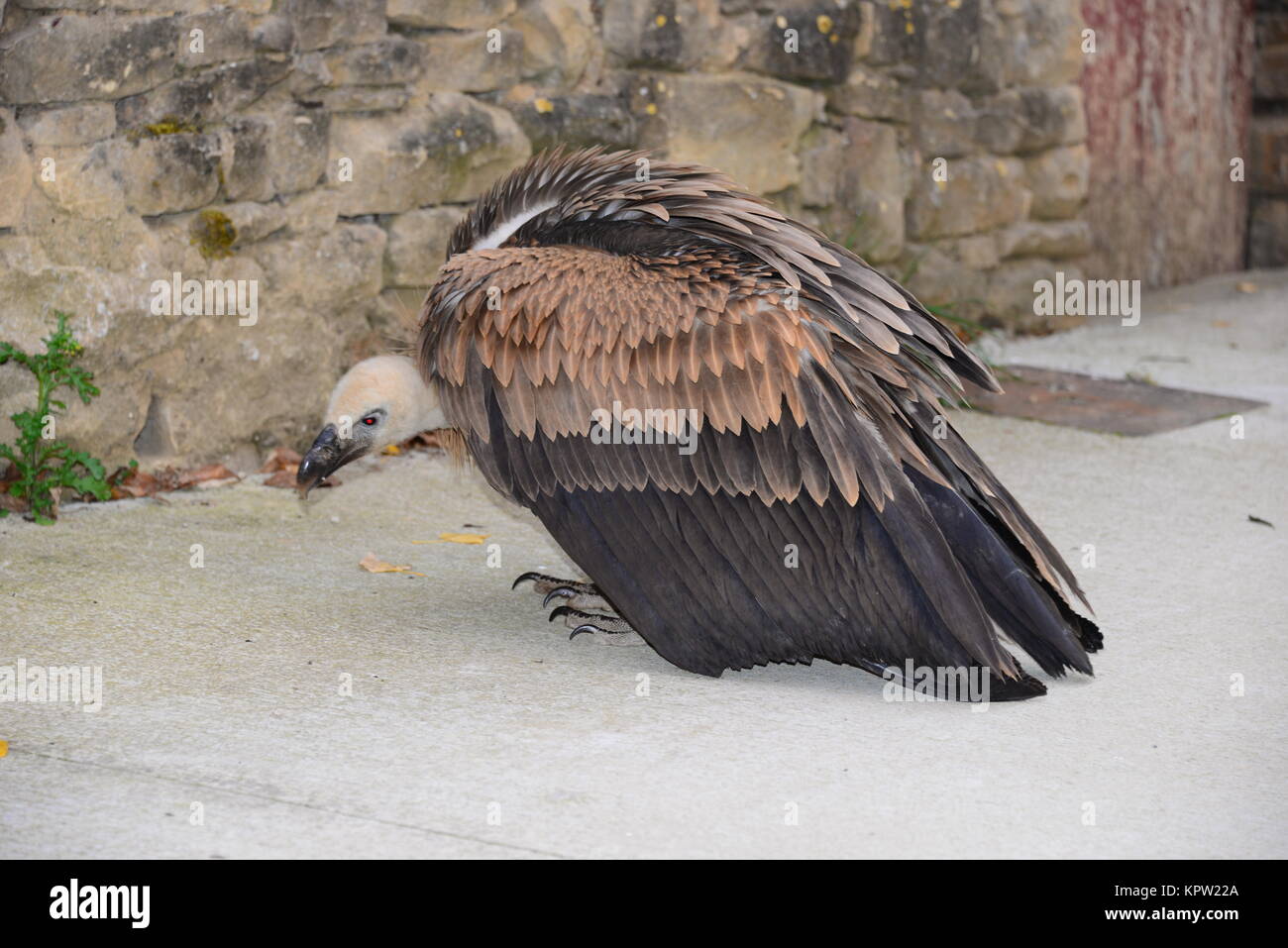 griffon vultures in spain Stock Photo - Alamy
