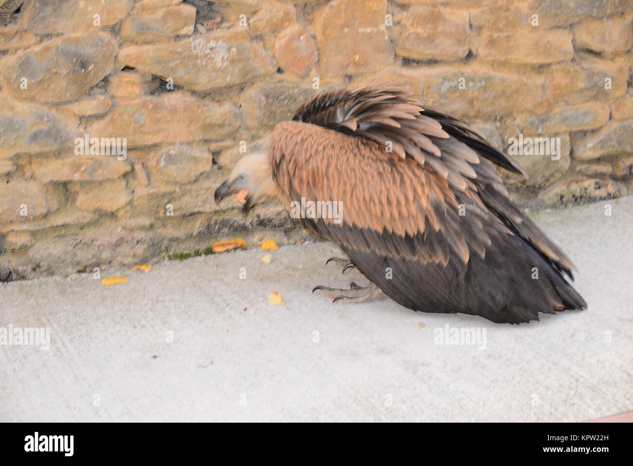 griffon vultures in spain Stock Photo - Alamy