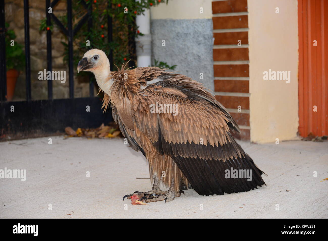 griffon vultures in spain Stock Photo - Alamy