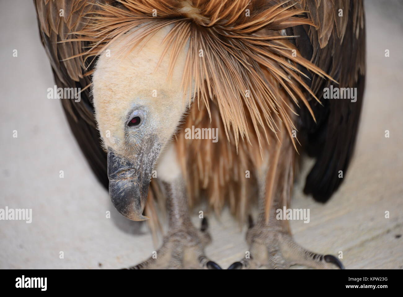 griffon vultures in spain Stock Photo - Alamy