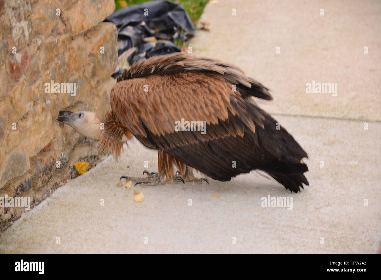 griffon vultures in spain Stock Photo - Alamy