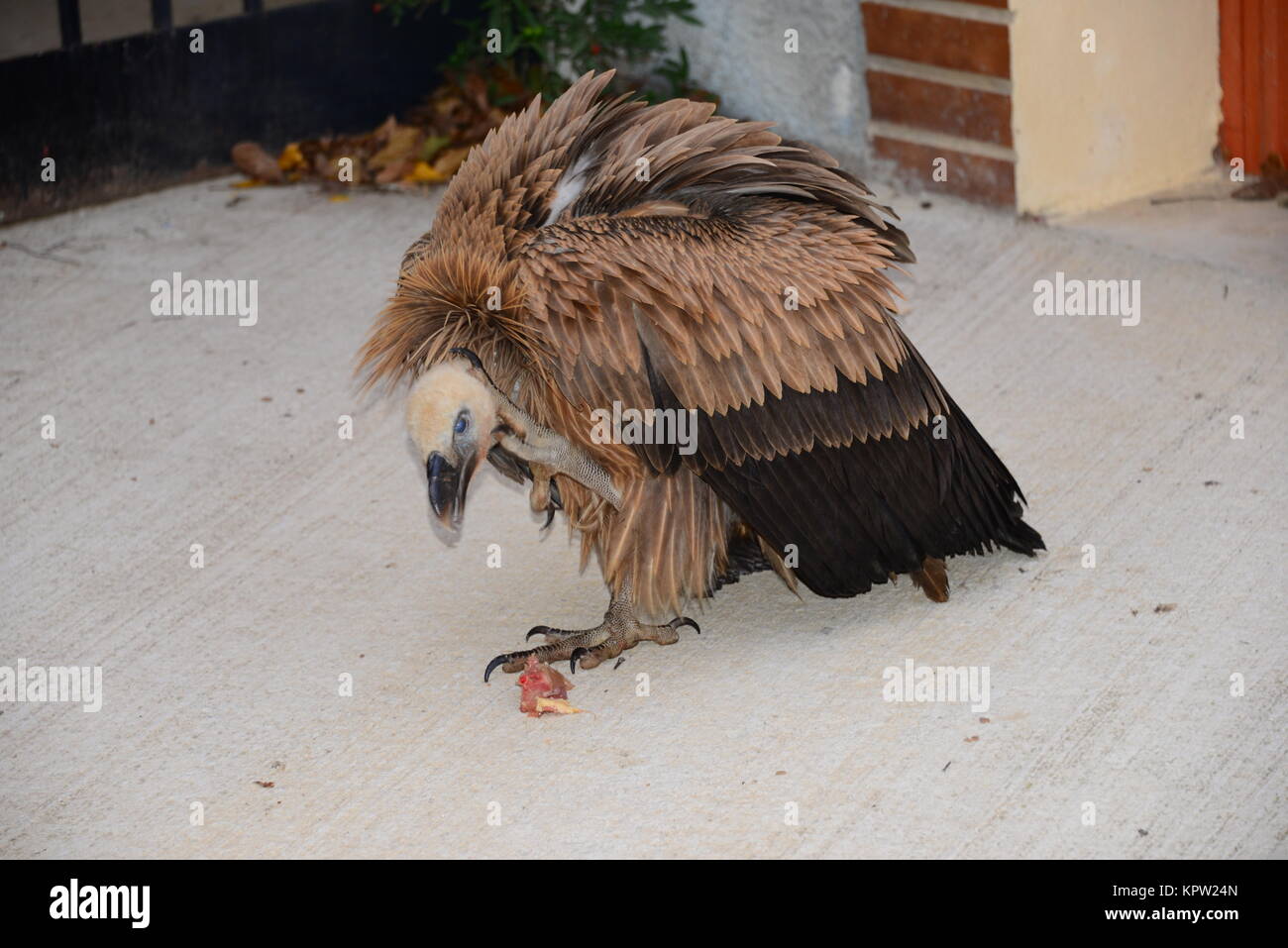 griffon vultures in spain Stock Photo - Alamy