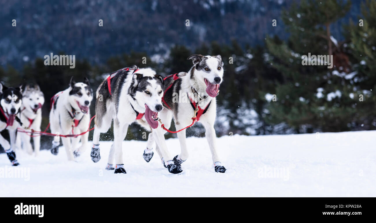 Sledge dogs in speed racing Stock Photo - Alamy